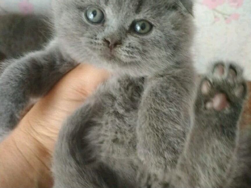 Шотландские котята