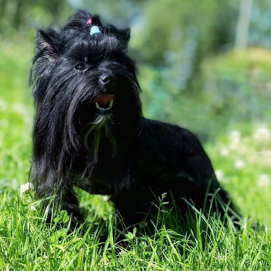 Черный красавчик подросток (доставка)