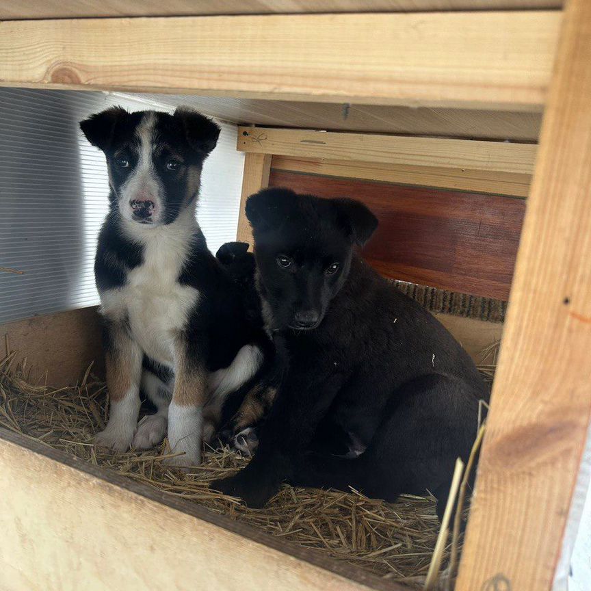 Щенки в поисках дома