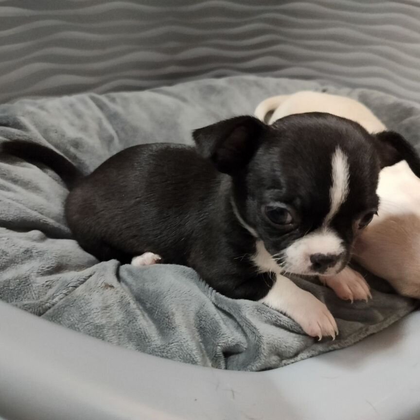 Щенки чихуахуа