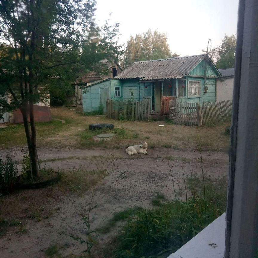 Собака в добрые руки отдам бесплатно