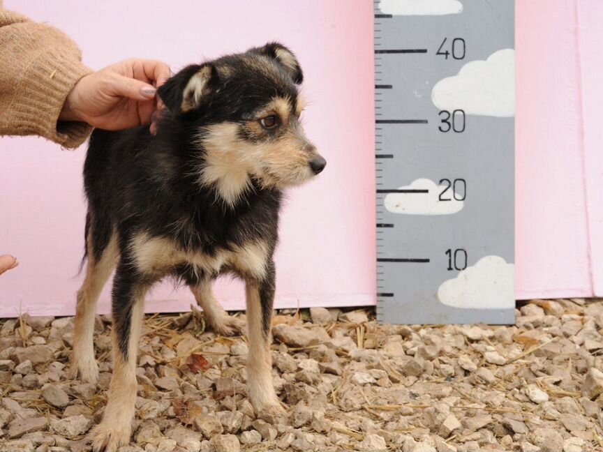 Чижик ищет новый дом