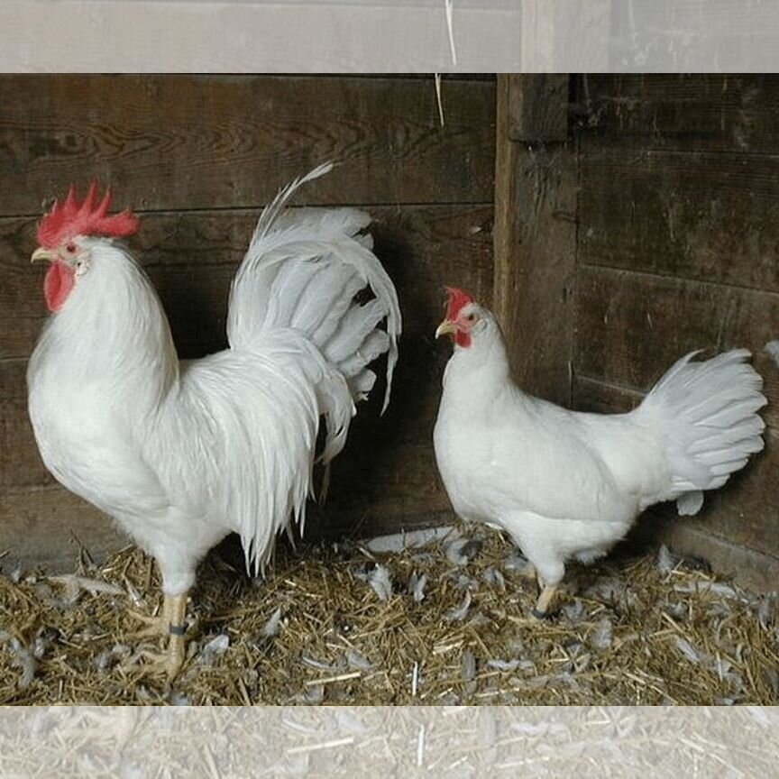 Цыплята Леггорн(белые)