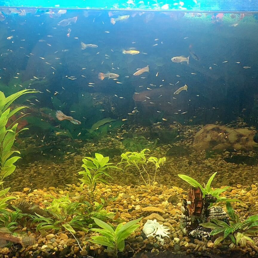 Аквариум с рыбками
