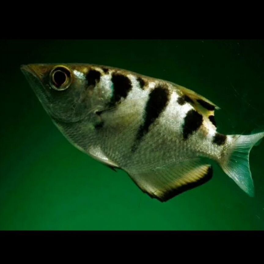 Рыба брызгун пара