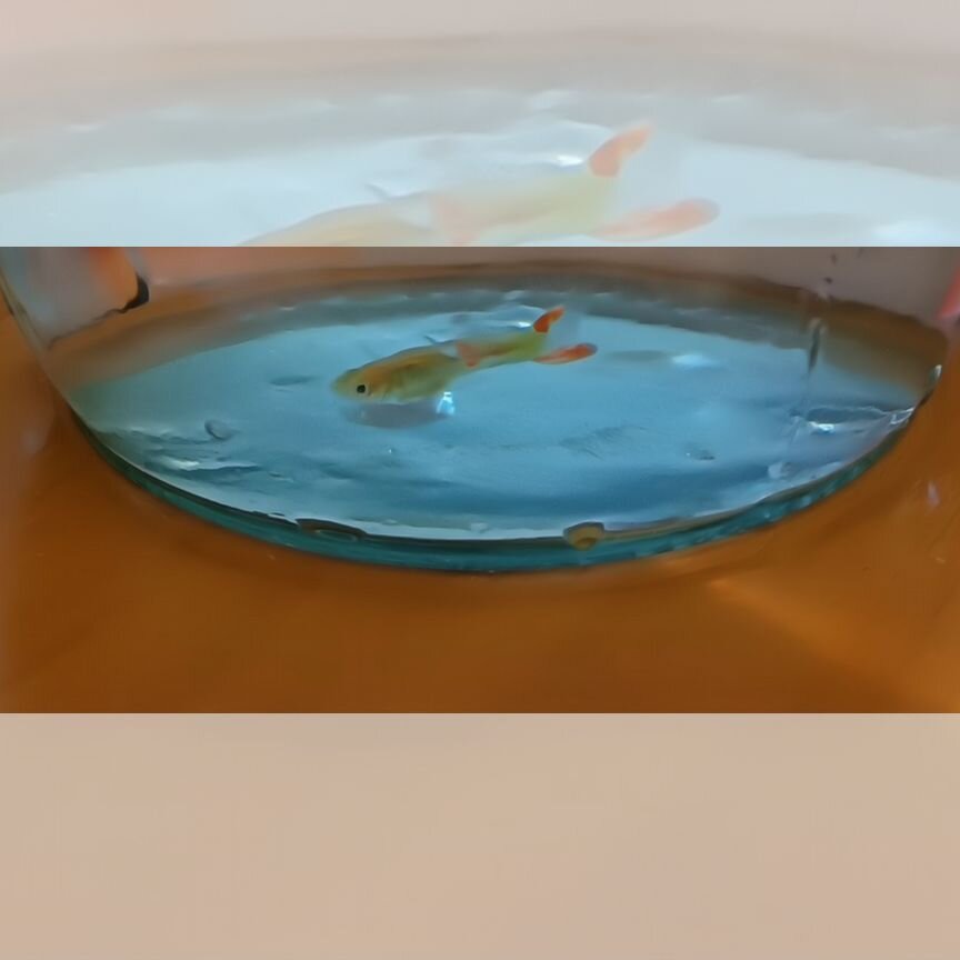 Самцы гуппи