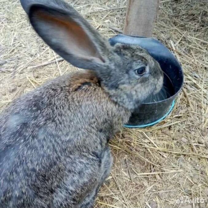 Кролики великаны чистокровные для разведения