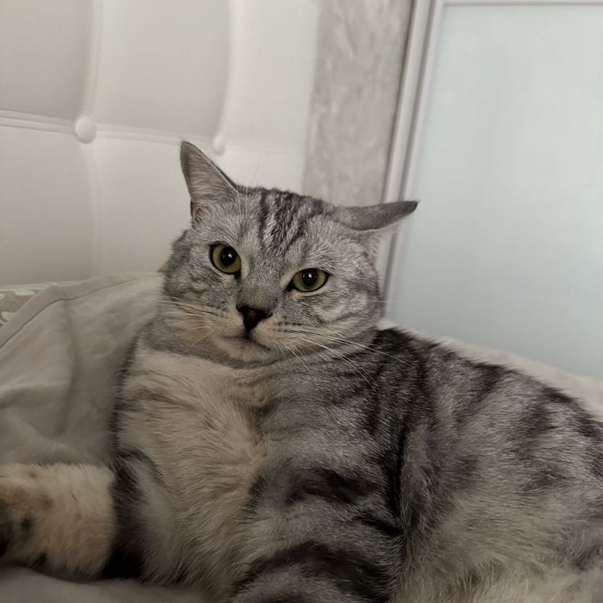 Кот Грей 1.5 года