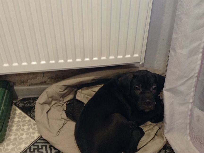 Щенки коне корсо