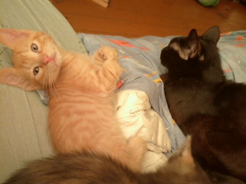 2 котенка