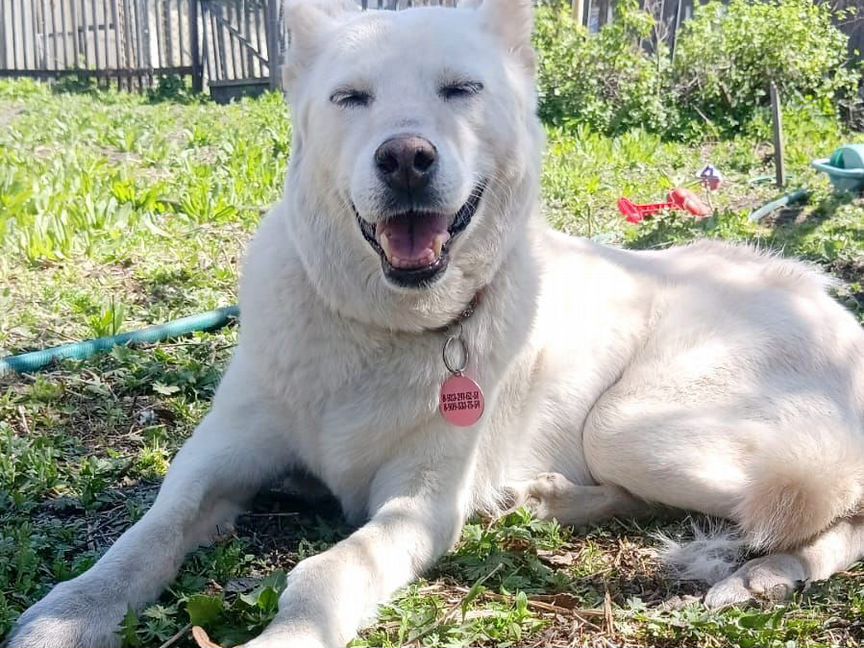 Умнейшая собака Белка в добрые руки