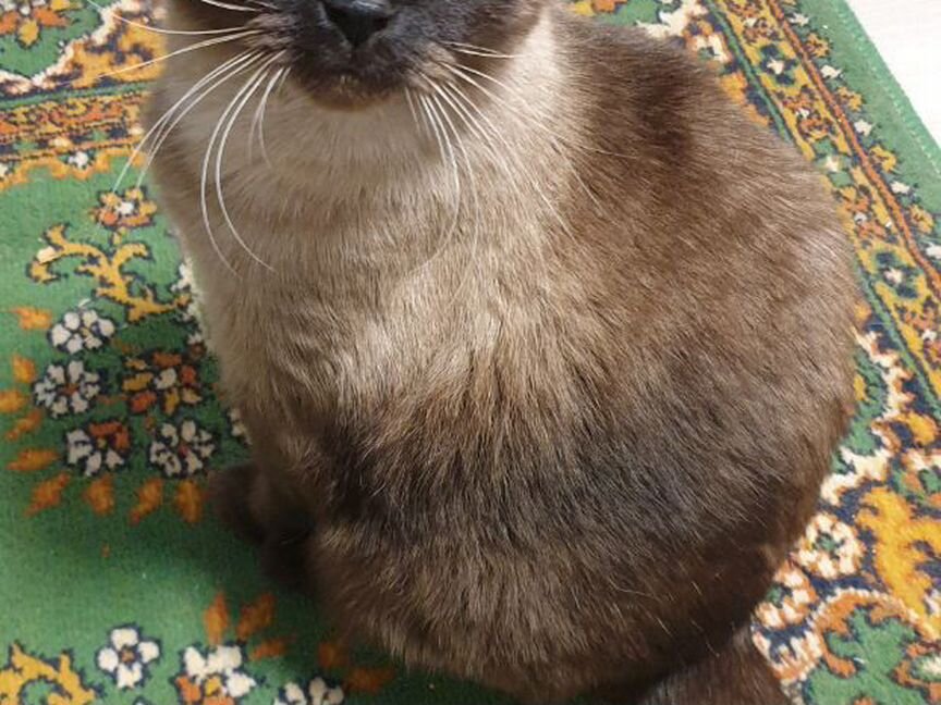 Кот Симон