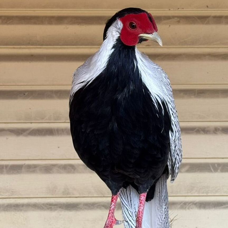 Серебряный фазан