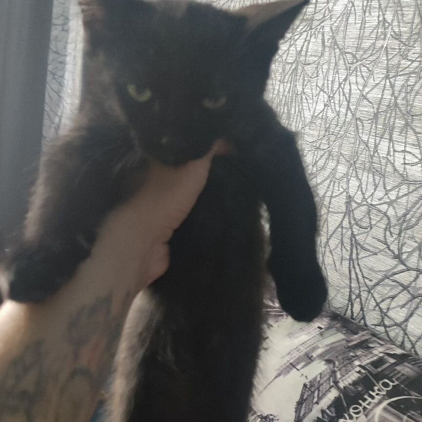 Черный котенок