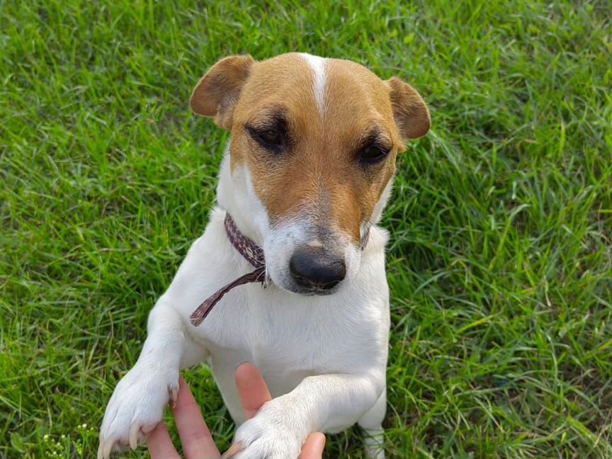 Джек Рассел терьер. Девочка, 5 лет. Бесплатно