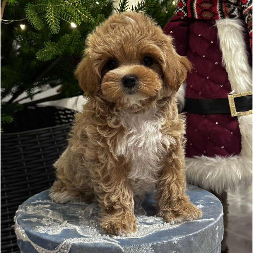 Темно-карамельная девочка мальтипу