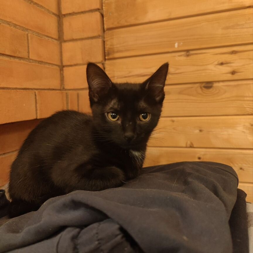 Черный котенок ищет семью