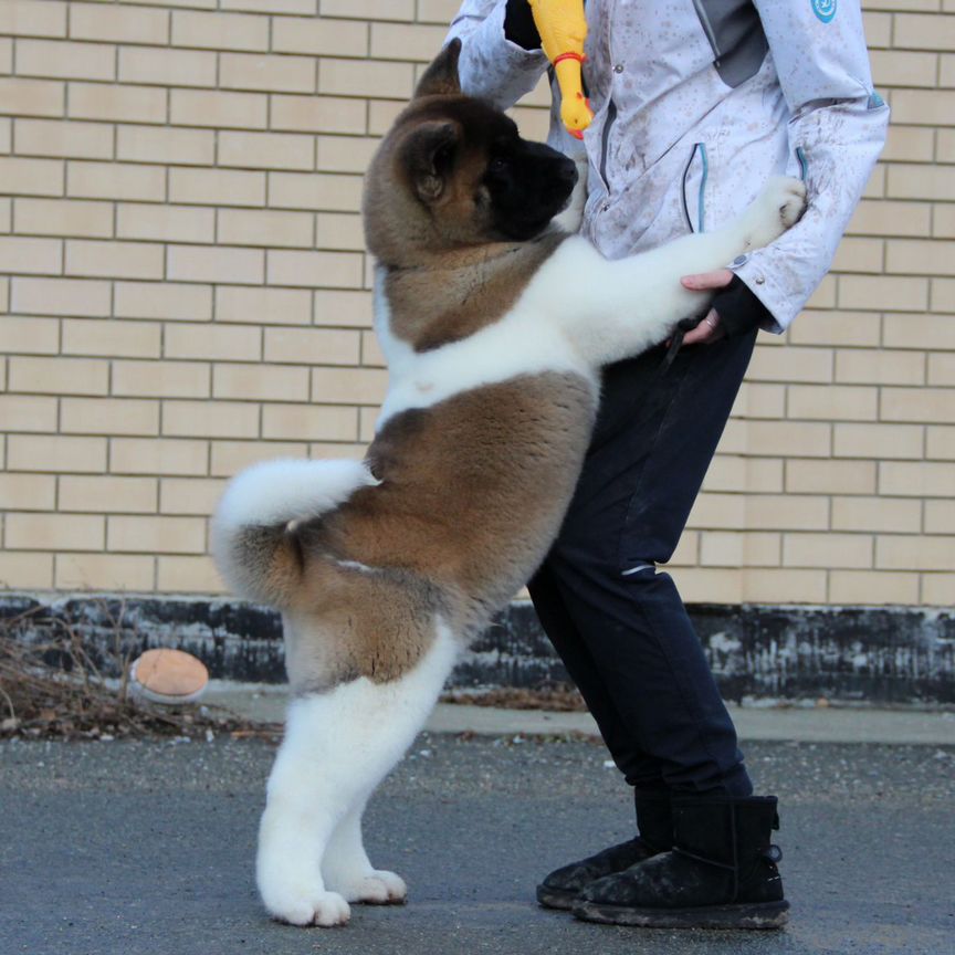 Американская акита, щенок