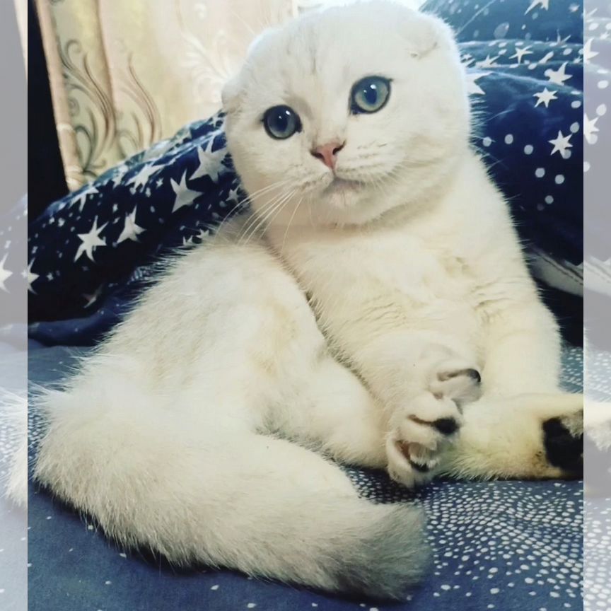 Шотландский вислоухий котёнок