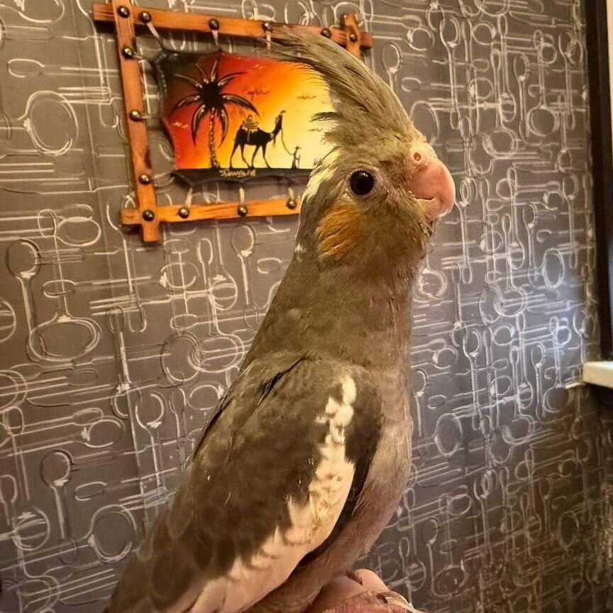 Попугай корелла 2,5 мес