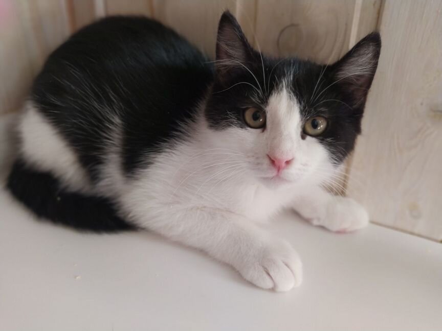 Котёнок с окрасом день-ночь ищет дом