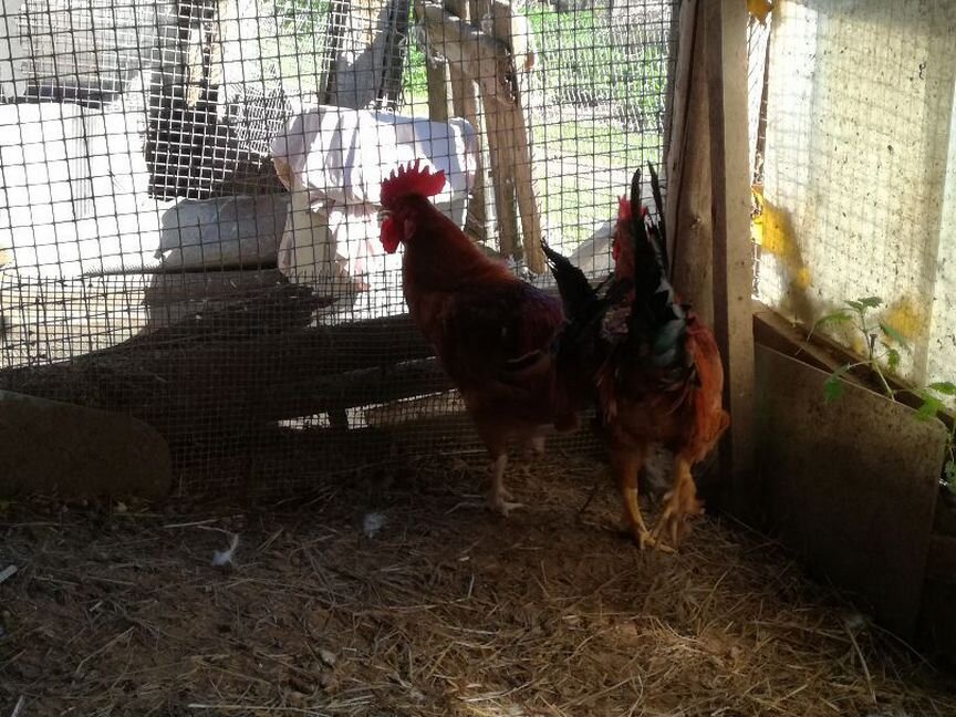 Петушки породестые