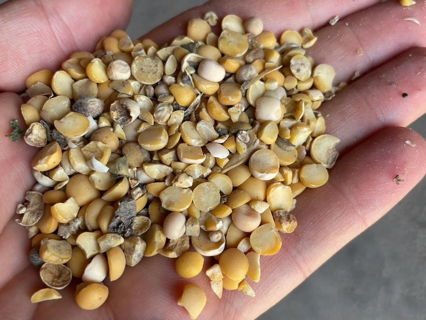 Гречиха, Пшеница озимая на корм