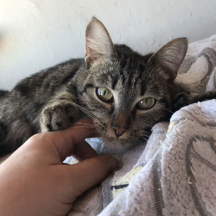 Котёнок в добрые руки