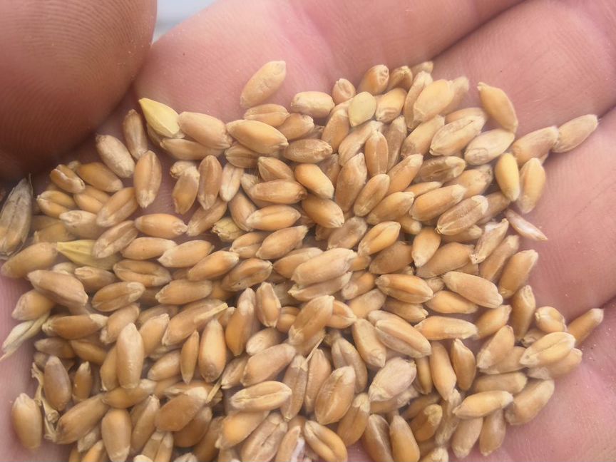 Зерно пшеница