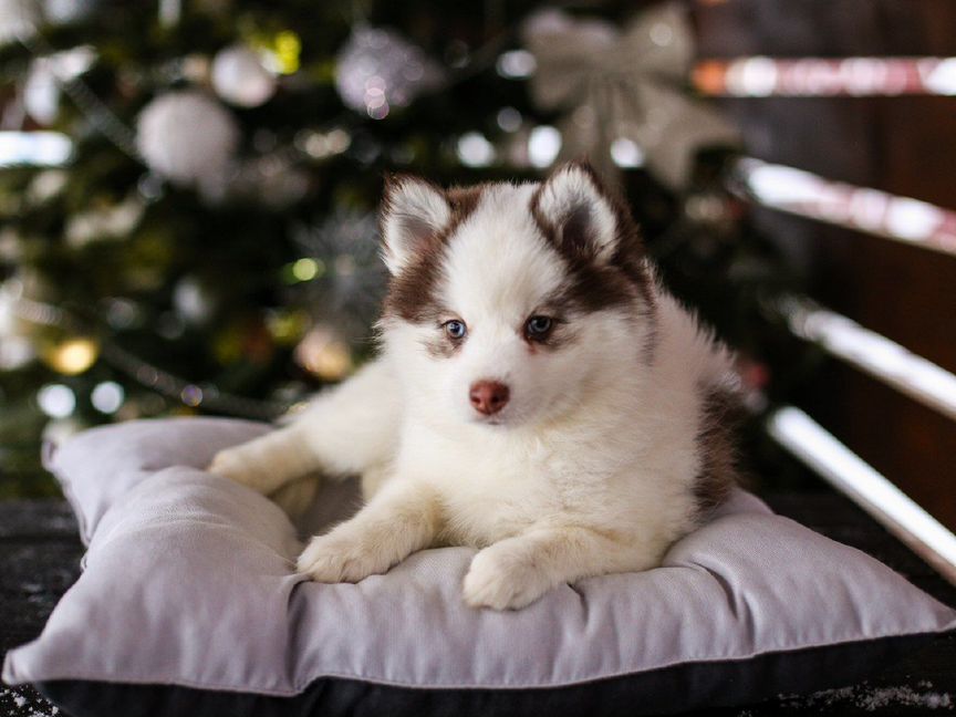 Помски Милка - девочка