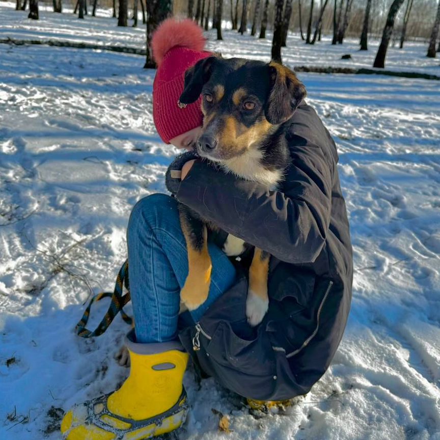 Собака Мышка в добрые руки