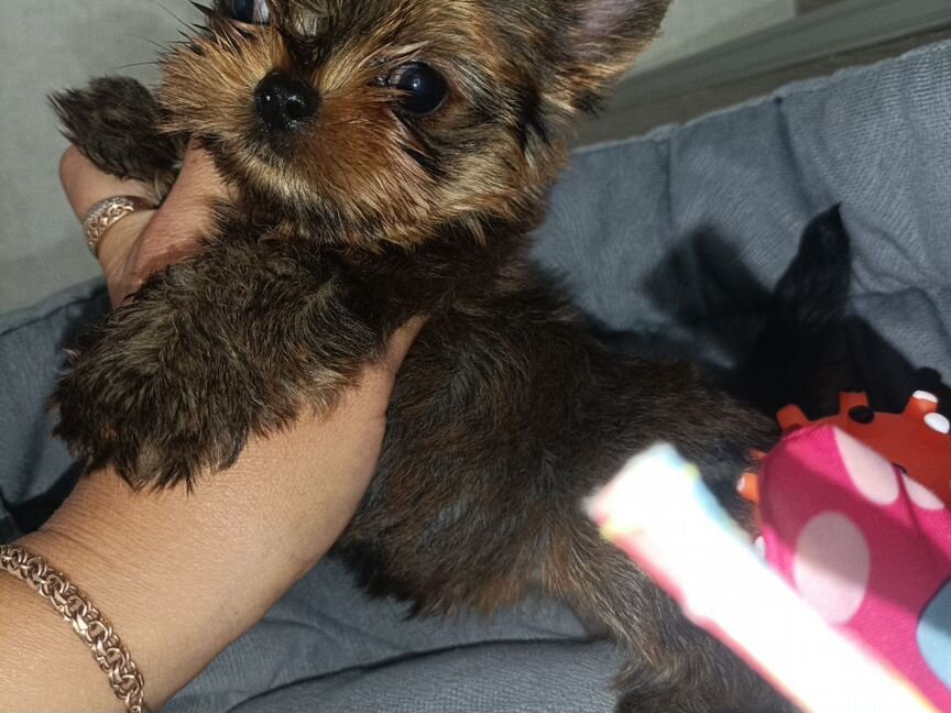 Йоркширский терьер мини