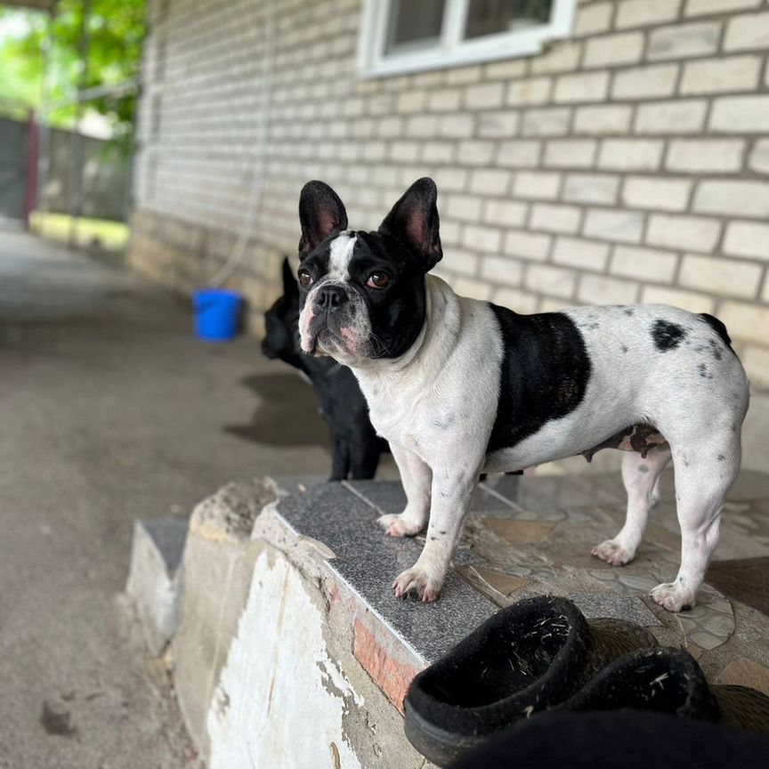 Французский бульдог в добрые руки