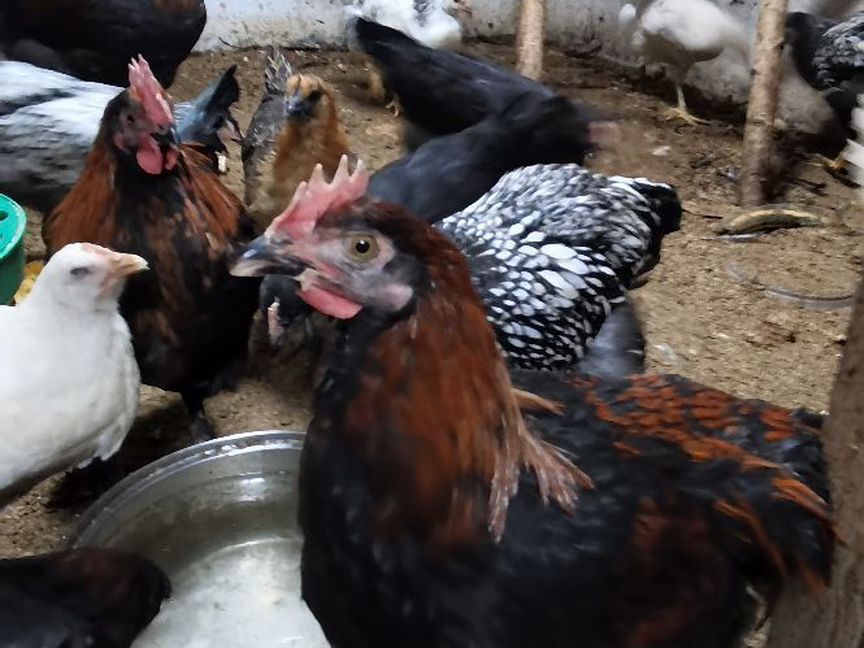 Петух чистокровные мараны