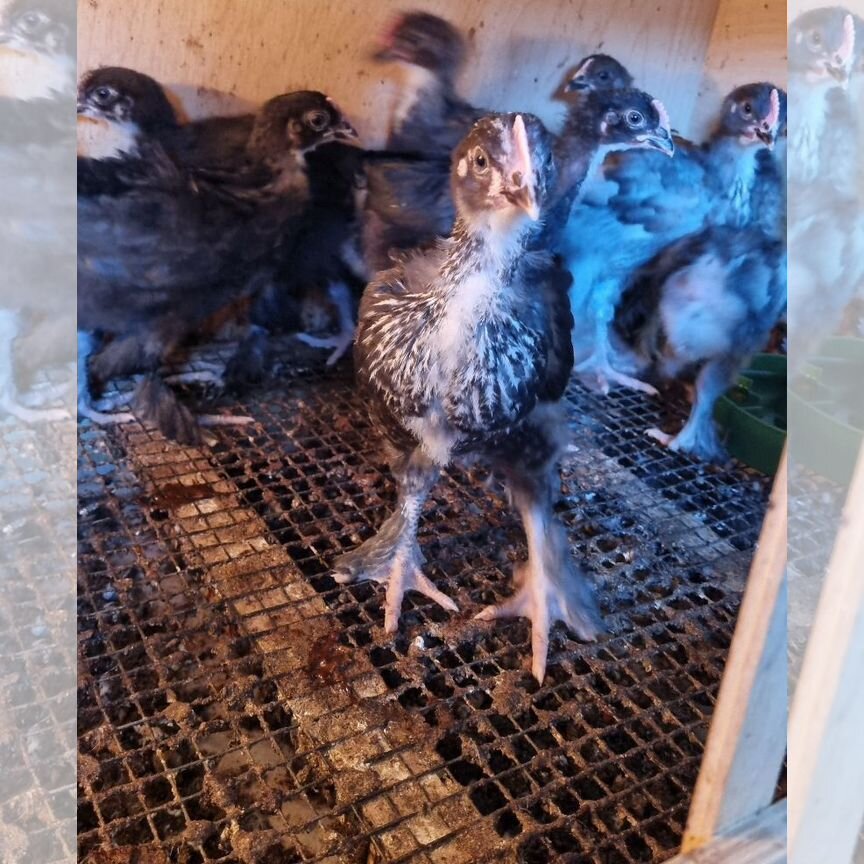 Маран черное серебро