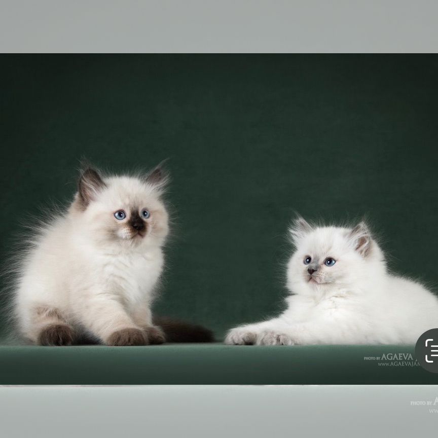 Рэгдолл котёнок