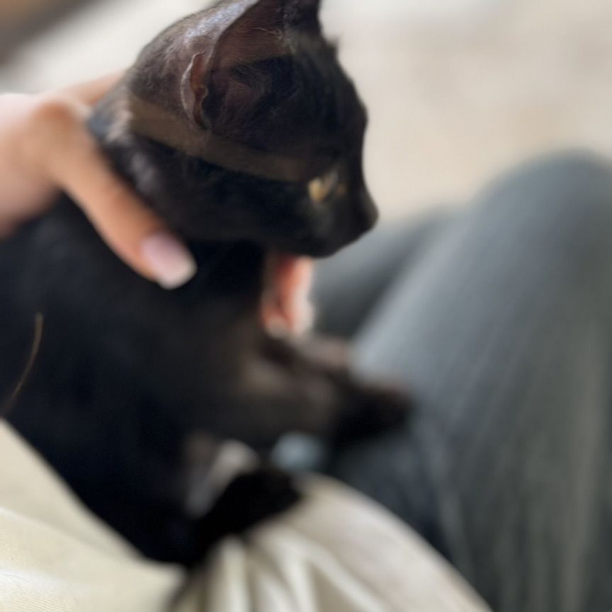 Малыш котёнок