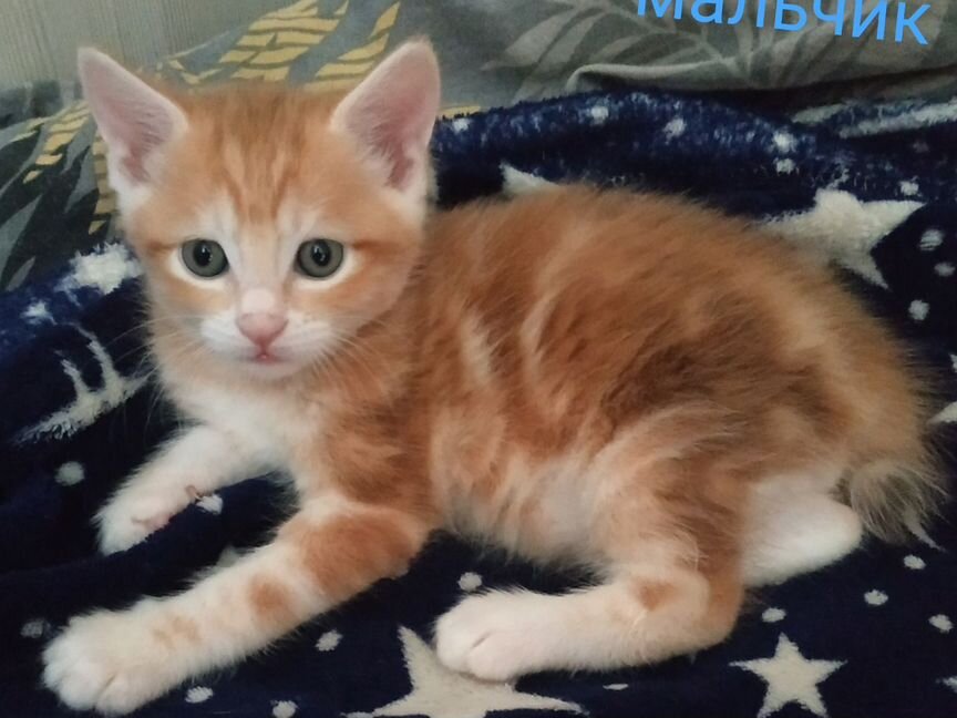 Курильский бобтейл