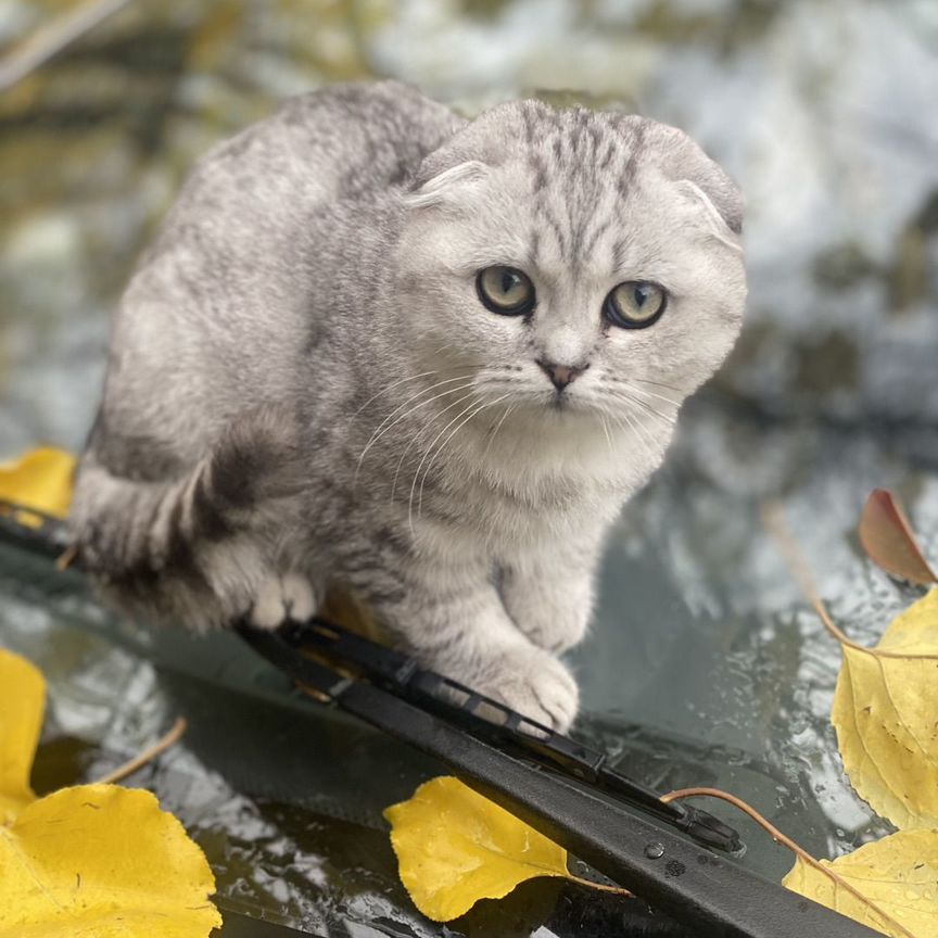 Виллухая шотладка