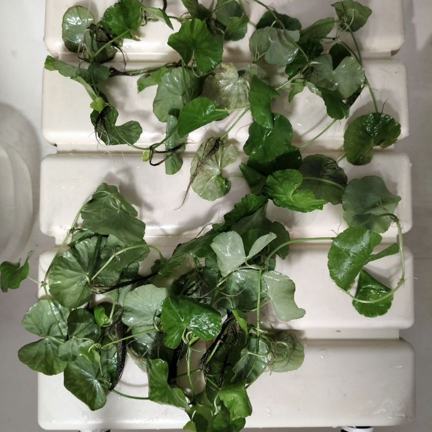 Гидрокатила