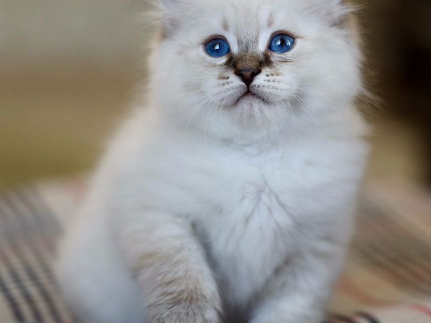 Невский маскарадный котёнок