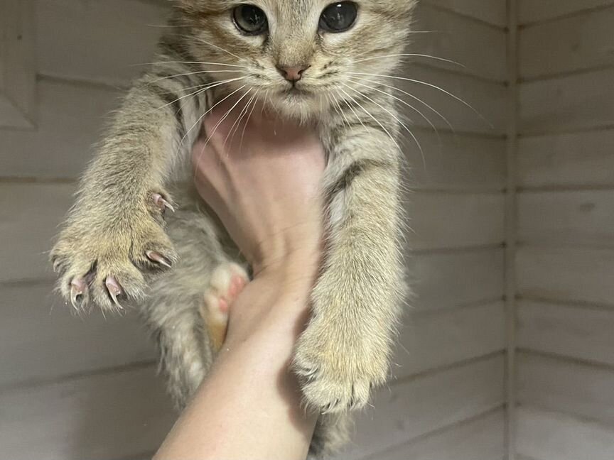 Котенок спасенная в морозы