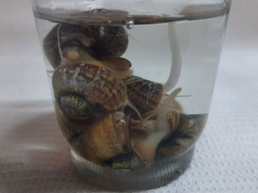 Аквариумные улитки (Ампулярии)