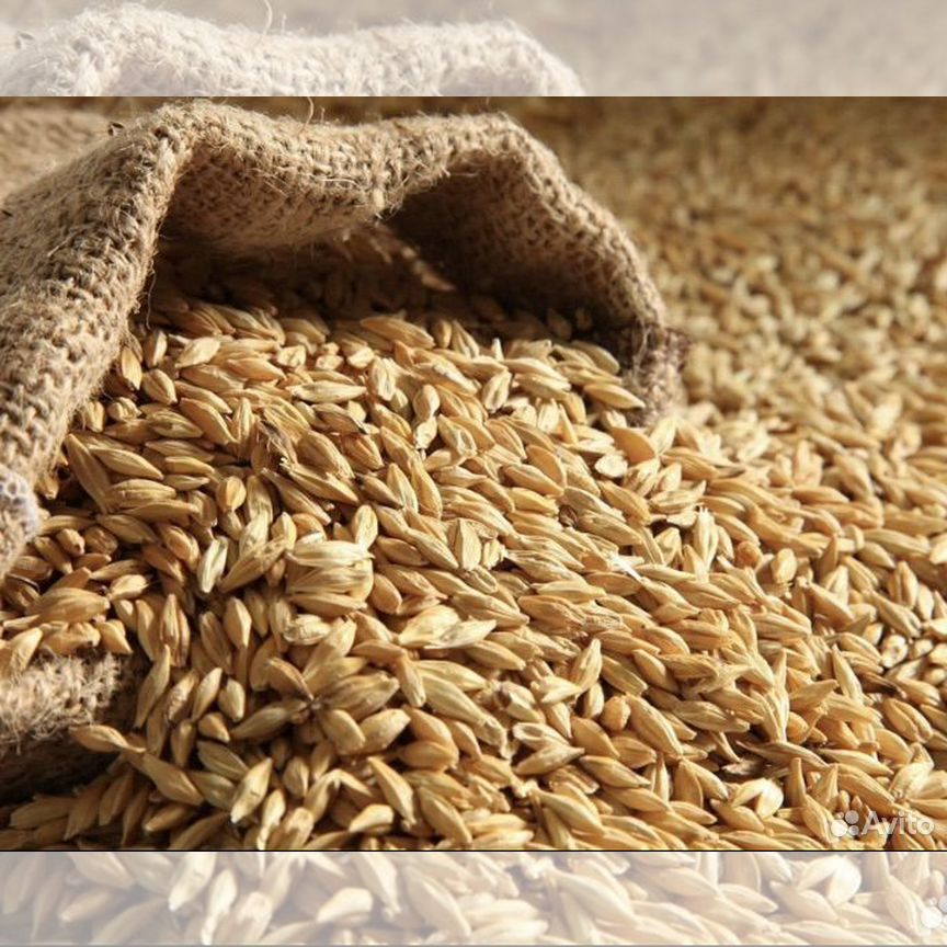 Зерно ячмень пшеница кукуруза