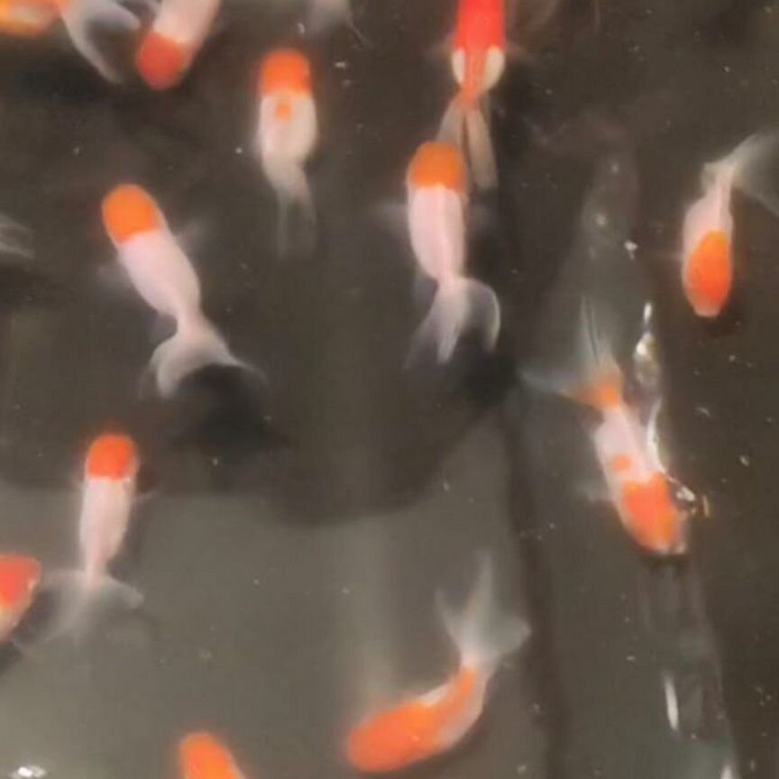 Золотая рыбка оранда