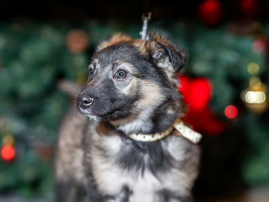 Щенок метис овчарки Робин ждёт Вас