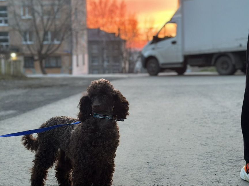 Миниатюрный пудель