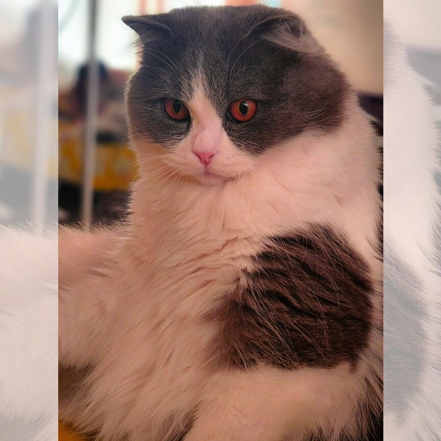 Шотландская кошечка