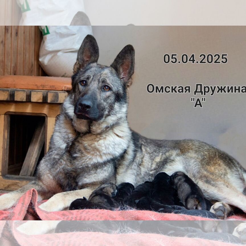 Зонарные щенки вео