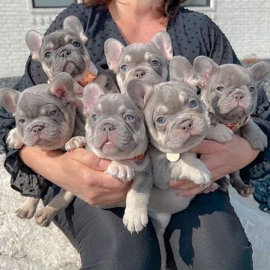 Французский бульдог премиальные щенки